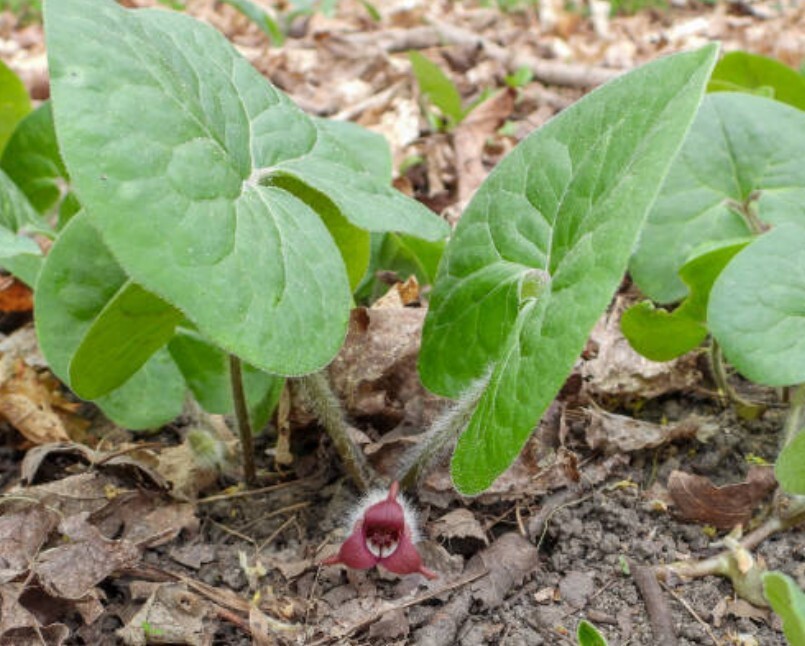 10 Wild Ginger Roots (Asarum Canadense) Bareroot Native Wildflower | eBay