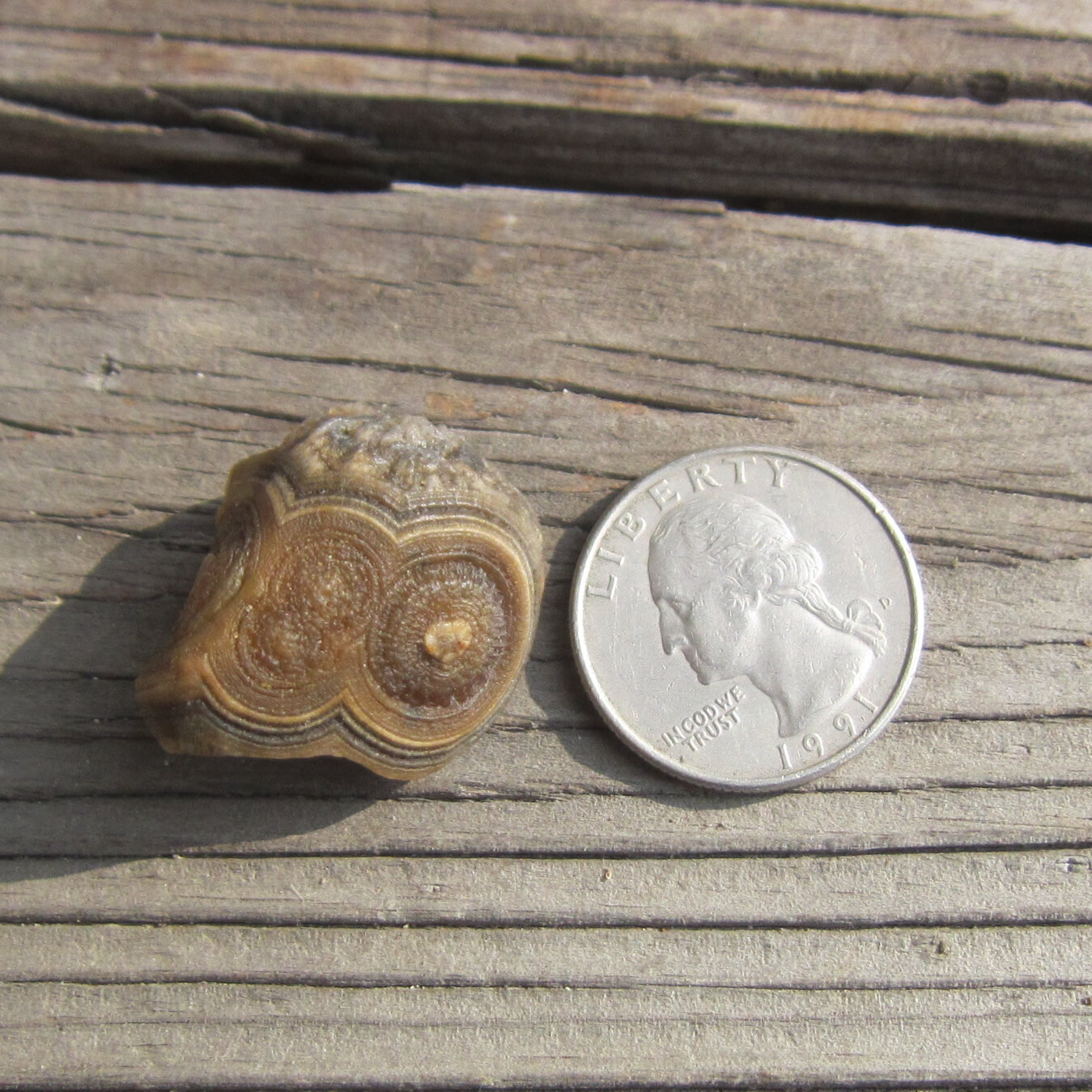 Natural Gobi eye stone eye agate Gobi agate/Jasper for Bonsai Suiseki ...