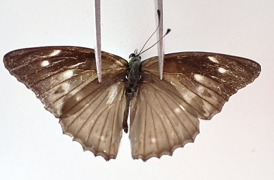 N19034. Unmounted butterflies: Helcyra sp. Vietnam. Ha Giang | eBay