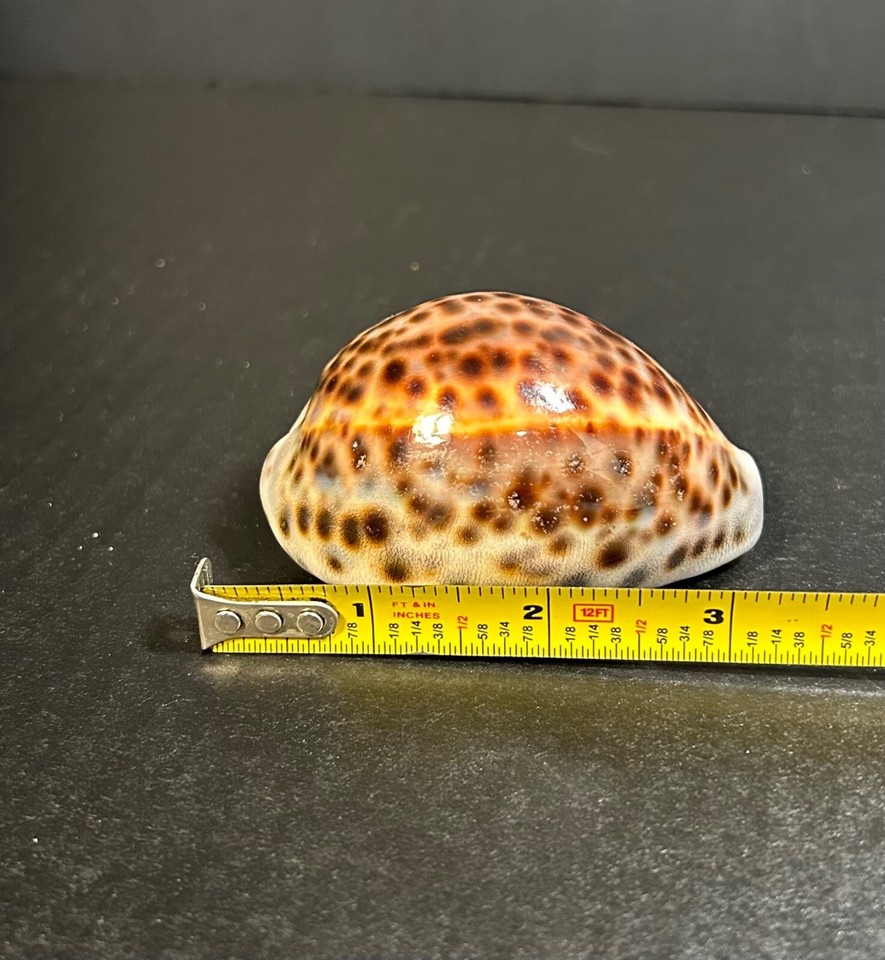 Vintage Tiger Cowrie Shell Cypraea Tigris Spotted Seashell Nautical ...