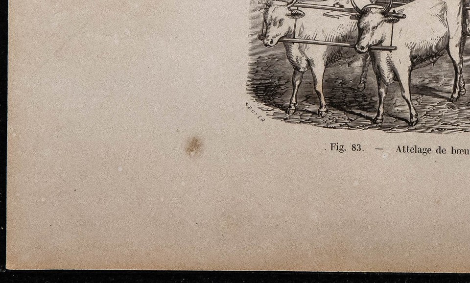 1860 - Moldavian Oxen Harness - Antique Engraving & Cattle - MOLDAVIA ...