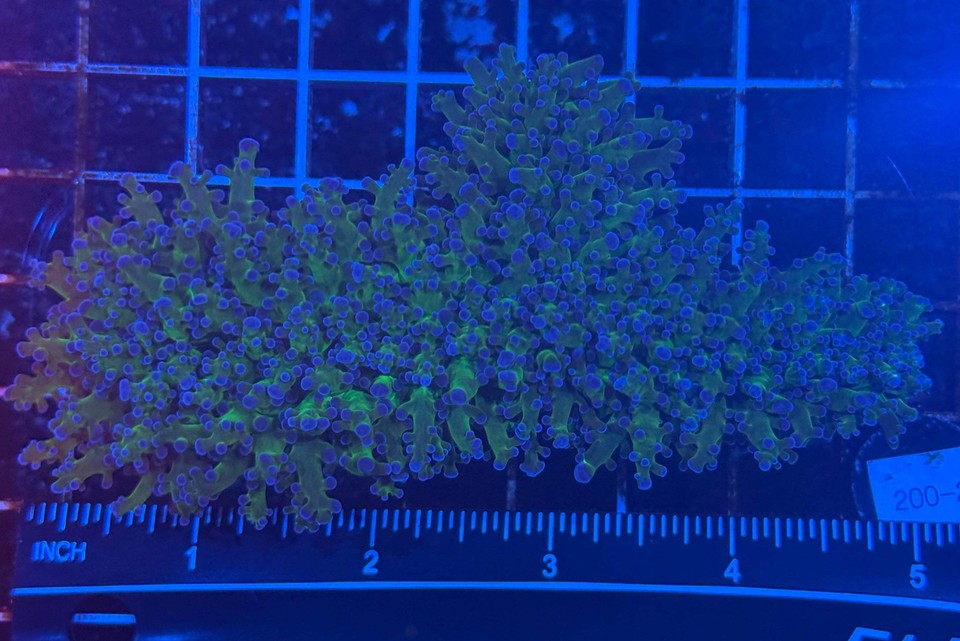 WYSIWYG Bicolor Frogspawn Wall Octospawn Live Coral – LPS Euphyllia ...