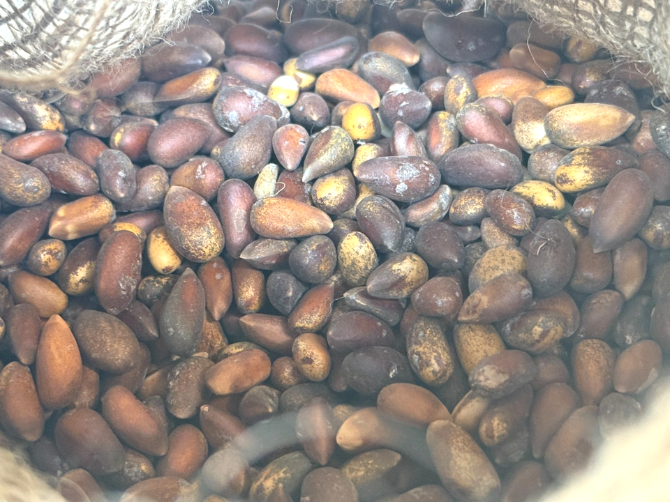 Utah Raw Fresh Pinyon Nut Pine Nuts 2025 Harvest With Shell By the ...