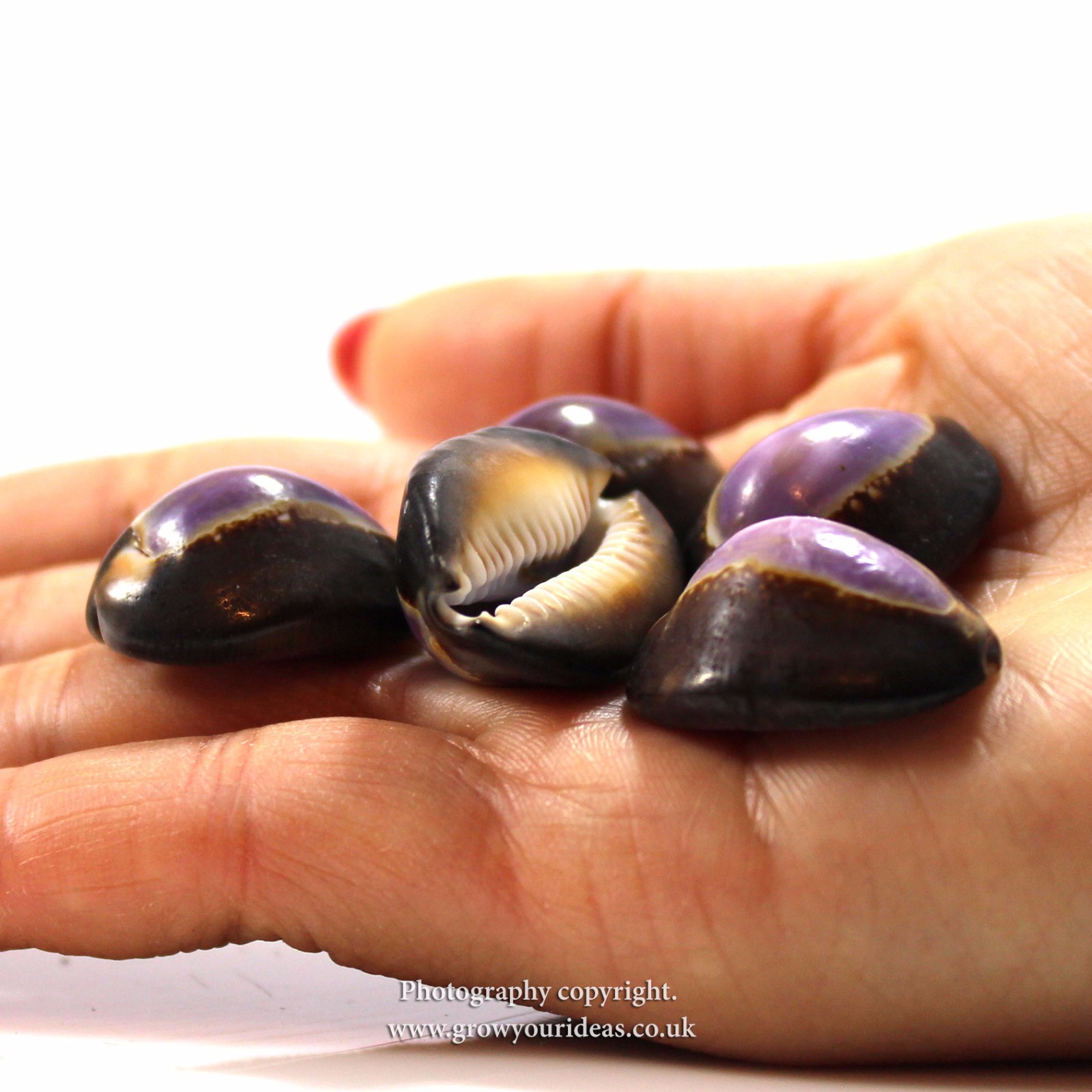 3 x Cowrie snakes head purple top seashells (Monetaria caputserpentis ...