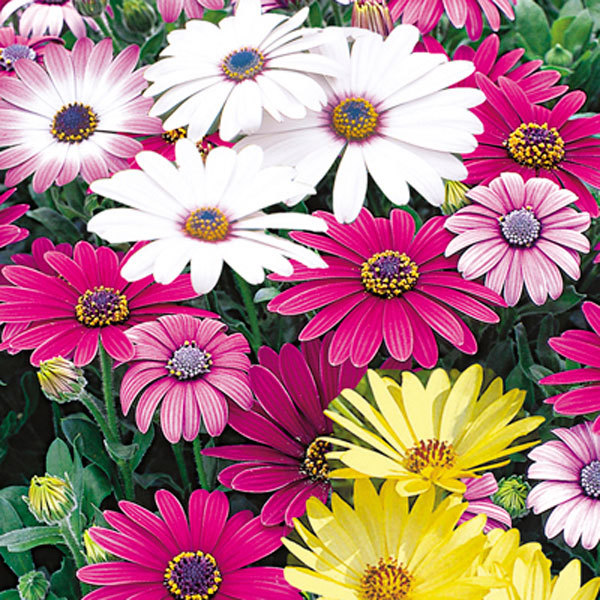 201+AFRICAN DAISY Cineraria Mix Flower Seeds Cape Marigold Drought ...