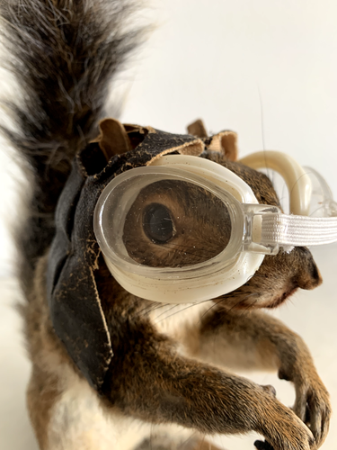 Taxidermy squirrel with removable goggles and leather helmet | eBay