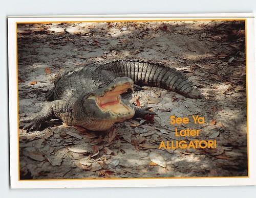 Postcard See Ya Later Alligator! Florida USA | eBay
