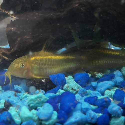 Gold Laser Corydoras (Cory catfish) (.75+Inch) live fish tank bred | eBay