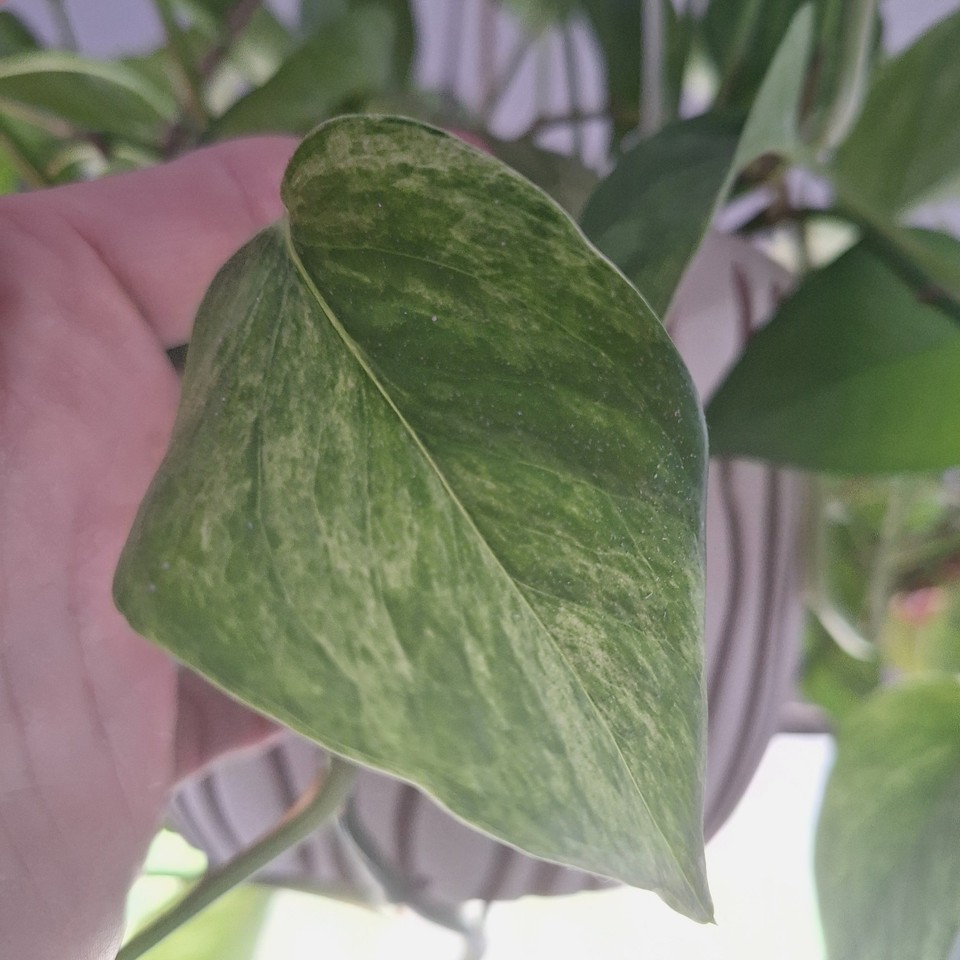 1 Marble Queen And 1 Cebu Blue Pothos - Live Plant- Unrooted Cuttings ...
