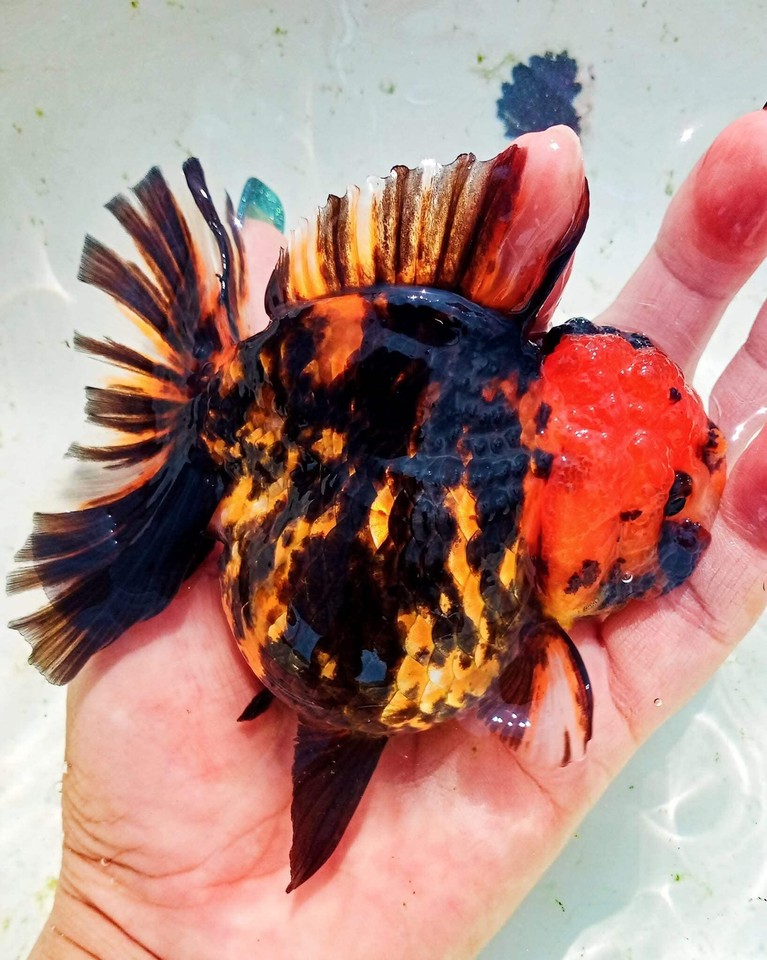 Live Fancy Goldfish Premium Thai Oranda Short Tail 3"-4" Body Apache ...