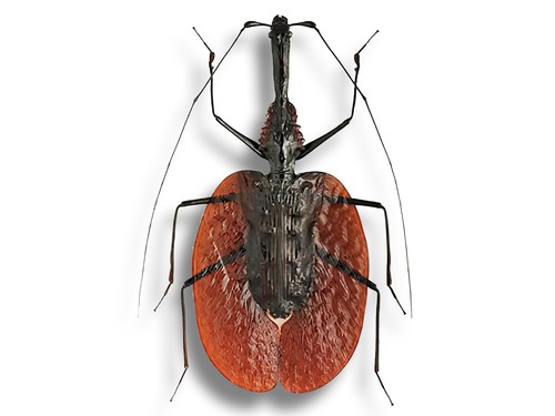 REAL Mormolyce phyllodes VIOLIN BANJO BEETLE +95mm Insect Unmounted in ...