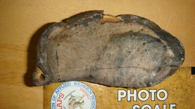 B165 Fossil Cetacean Bullae Inner Ear Bone Mammal Extinct Whale Large ...