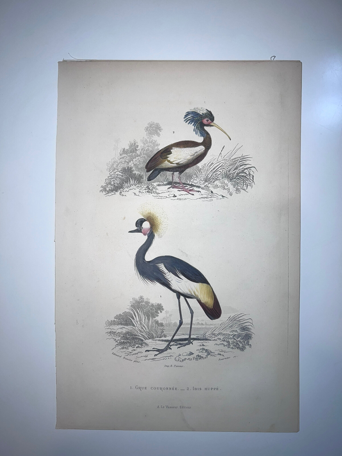 1860 Orbigny Buffon BIRDS Hand Colored Engraving Japanese Crane | eBay
