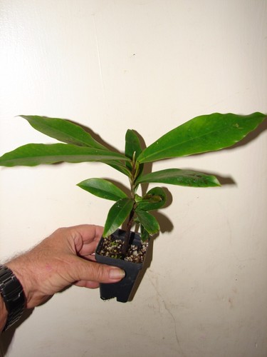 ~MABOLO~ Velvet Apple Fruit Tree Diospyros blancoi 3-4+ft lg Potd Plant ...
