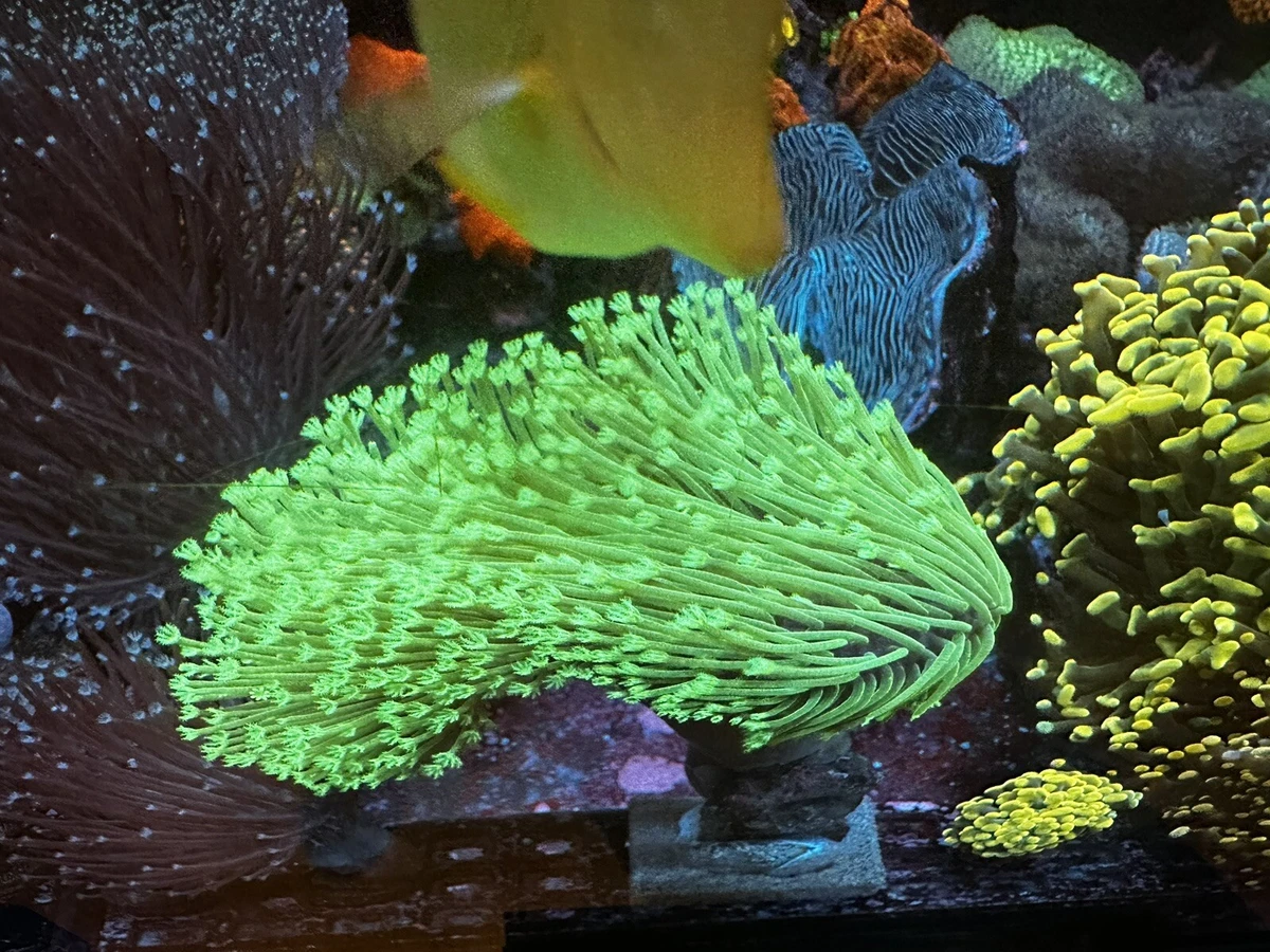 Long Polyp Toadstool Leather Coral