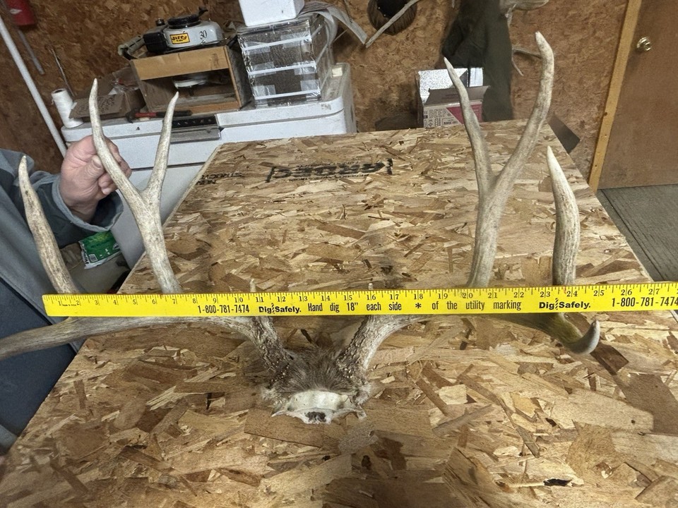 Around 170” MULE DEER RACK skin antlers whitetail sheds taxidermy | eBay