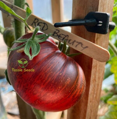 "Red Beauty" TOMATO - 15 Seeds Heirloom Organic Rare Tomatoes Tassie ...
