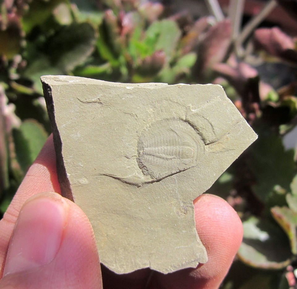 Cambrian Arthropoda Trilobite Fossil | eBay UK