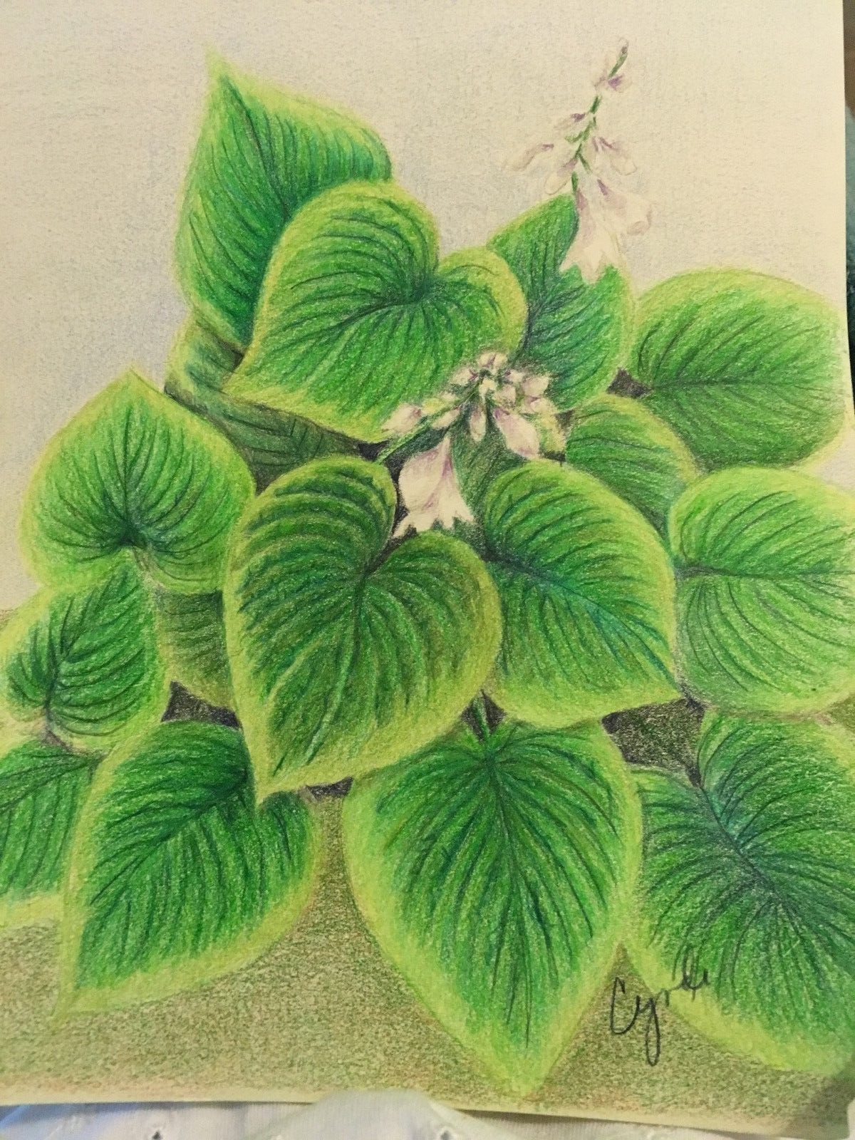 COLORED PENCIL drawing original hosta flowers | eBay