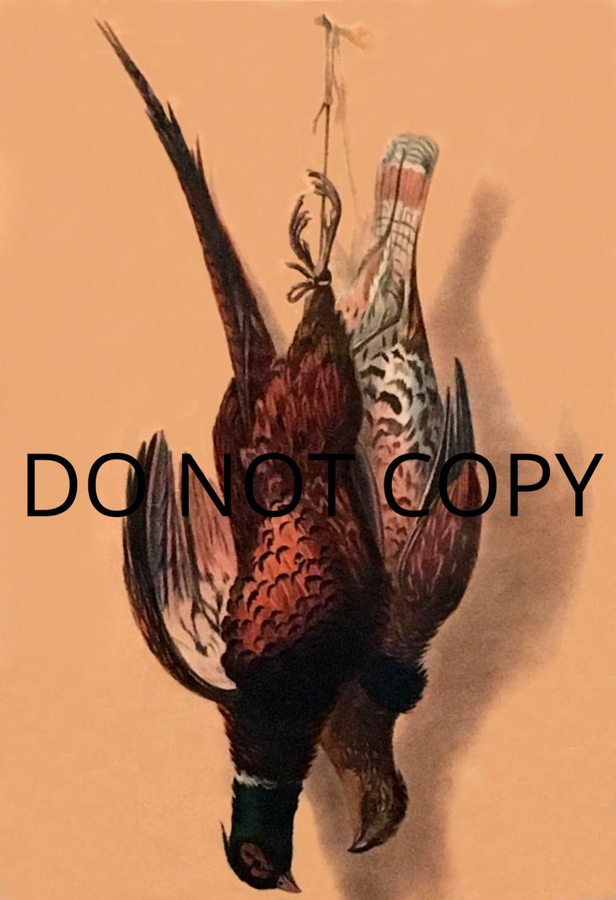 ANTIQUE REPRO PHOTO PRINT PHEASANT RUFFED GROUSE DEAD HANGING GAME | eBay