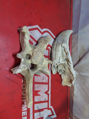 Bison Horn Core & Vertebrae | eBay