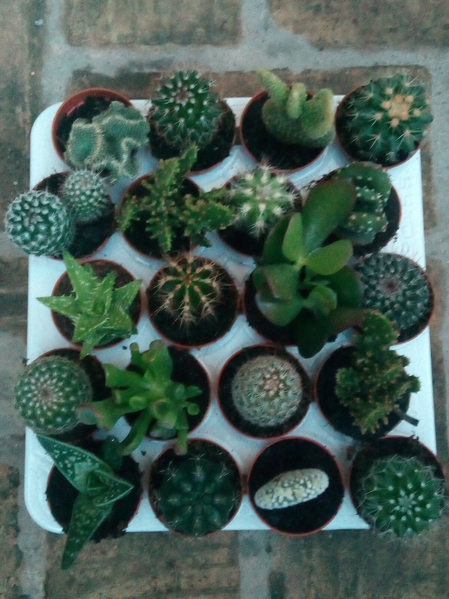 Cactus Y Suculentas Tumblr 17 Ideas De Cactus | Cactus Y Suculentas,