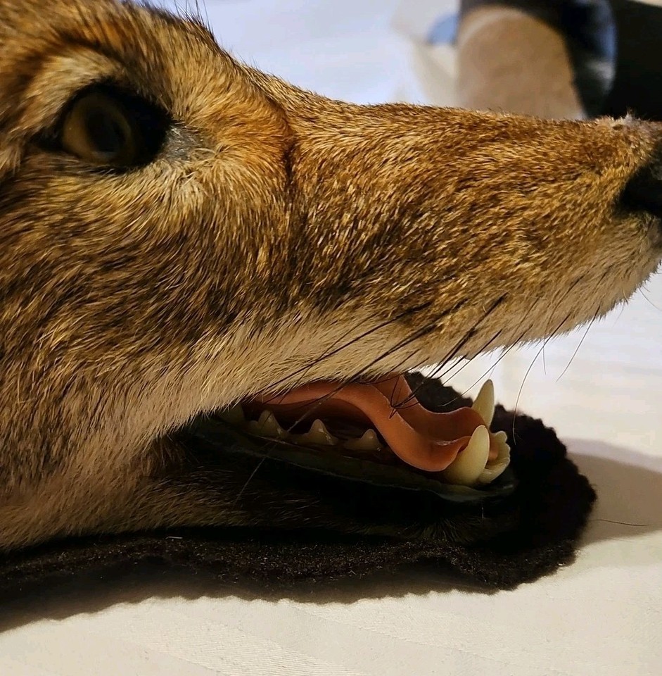 North American Coyote Taxidermy Rug With Head & Mouth Open Rug Wall ...