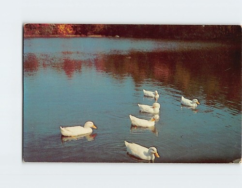 Postcard Ducks on the Pond Bushkill Falls Bushkill Pennsylvania USA | eBay