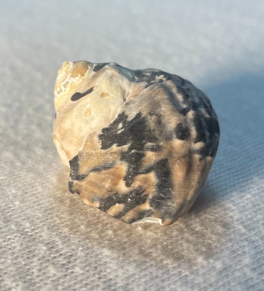 Striped Cittarium pica Magpie shell of West Indies 31mm 1.5"L x 1.25"W ...