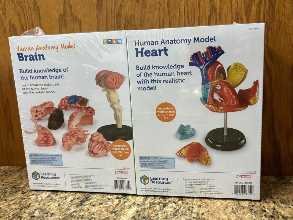 Learning Resources Human Anatomy Model Bundle, Brain, Heart, Body ...