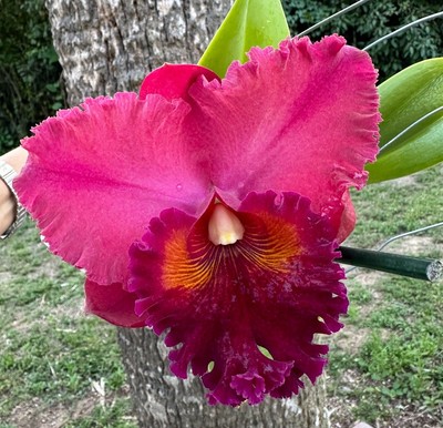 Rlc. Nadia Song. In Sheath.+ 3 New Growths. Cattleya Orchid Plant. | eBay