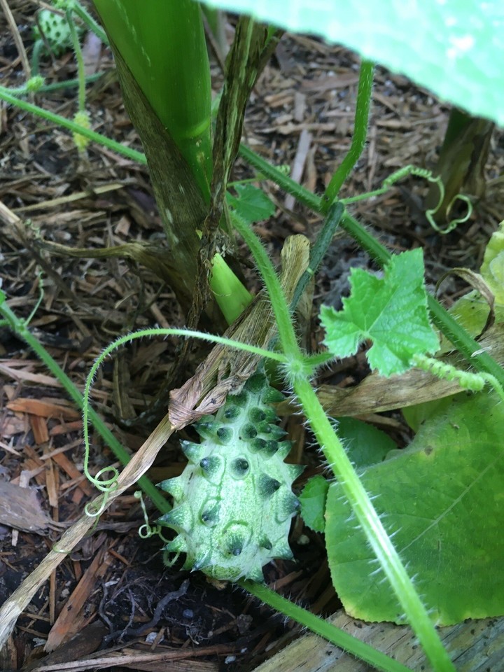 25 Fresh Kiwano Horned Melon Jelly Melon Seeds | eBay