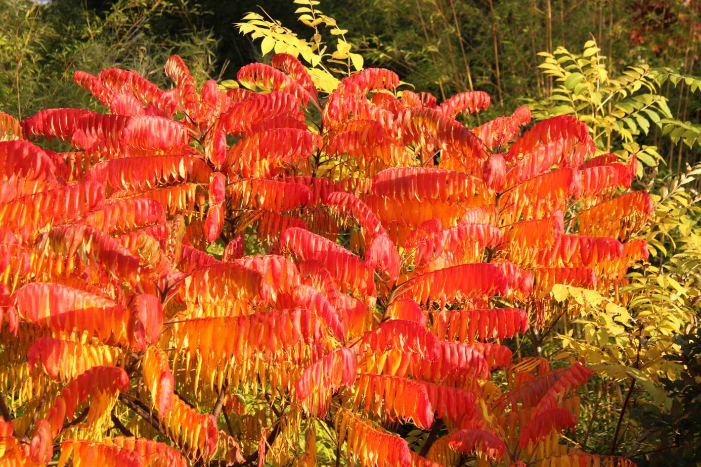 30 CUTLEAF SUMAC SEEEDS - Rhus typhina laciniata | eBay