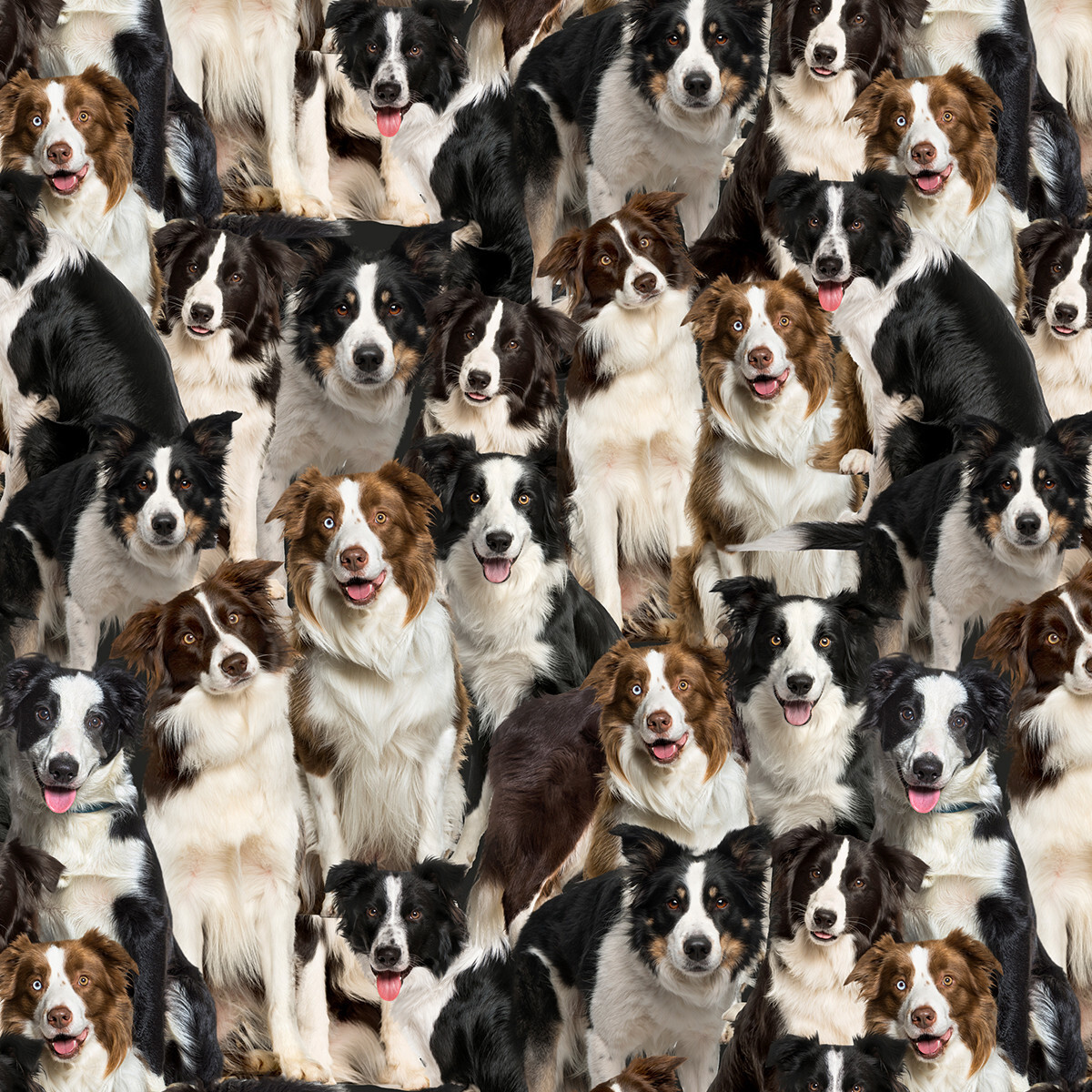 Merino Muster II Border Collie Dogs 3094G Cotton Quilting Fabric 1/2 ...