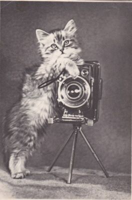 1957 Flluffy Kitty Cat Posing with Old Camera on Tripod Russian Soviet ...