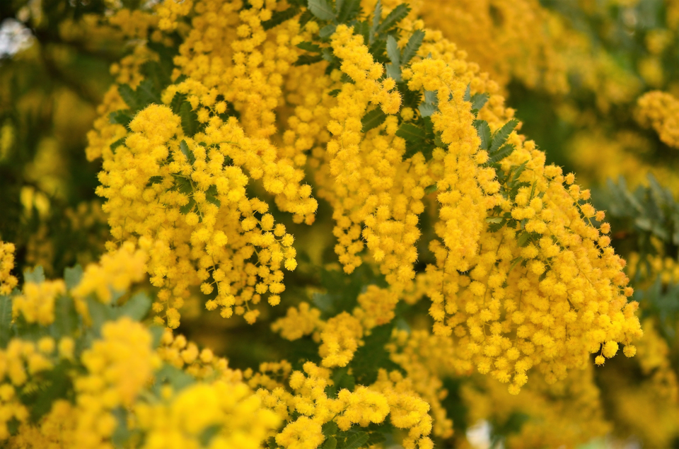 10 GOLDEN MIMOSA Acacia Baileyana Yellow Wattle Tree Flower Seeds | eBay