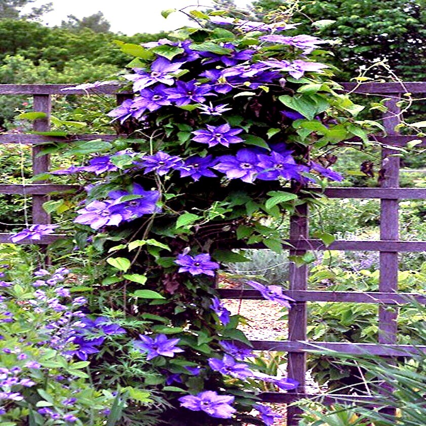 Blue Clematis