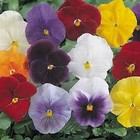 Pansy Matrix Clear Mix 250 seeds | eBay