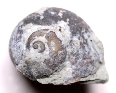 Platyostoma niagarense Waldron Shale Gastropod Snail Fossil Silurian ...