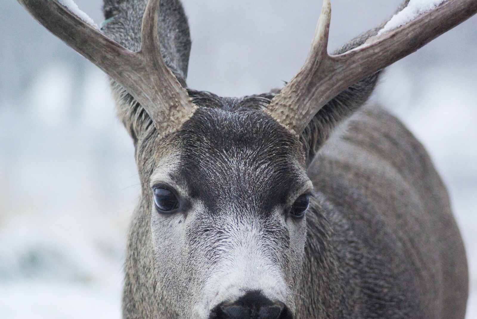 Mule Deer Taxidermy Reference Photo Cd | eBay