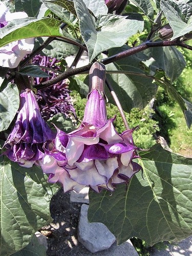 Purple Queen Devil’s Trumpet Seeds ~ Datura Metel ~ Fresh Seeds ...