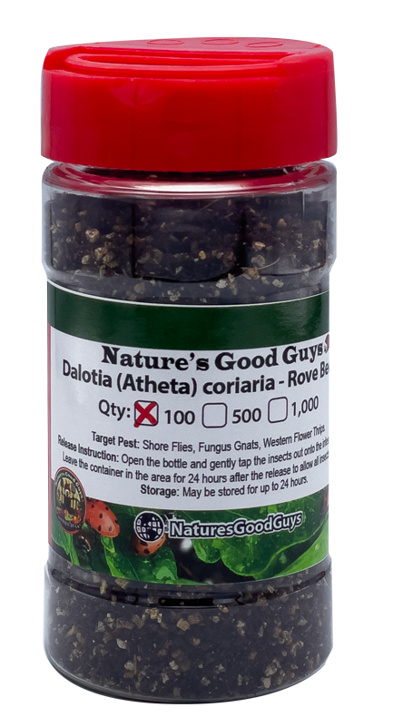 NaturesGoodGuys Rove Beetle Dalotia Atheta Coriaria Predatory Insect | eBay