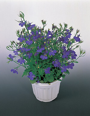 Lobelia Riviera Marine Blue 2,500 seeds | eBay