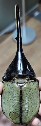 Dynastidae : Dynastes hercules lichyi 144mm A1 from Ecuador | eBay