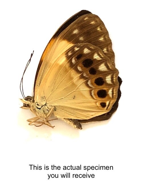 Cupha lampetia - Unmounted Butterfly | eBay