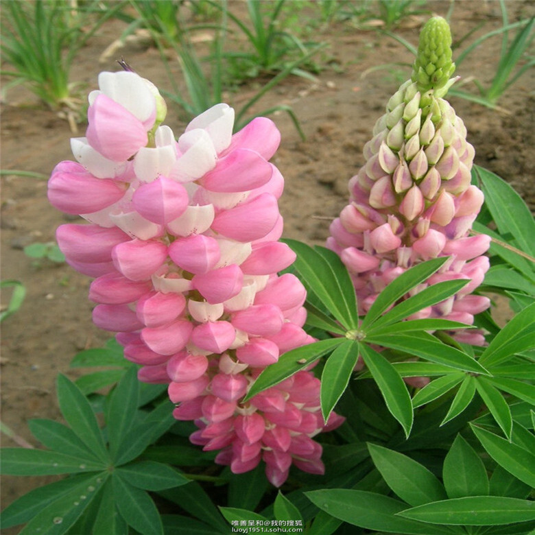 20 EXOTIC rare LUPINE SEEDS for garden flower beds plant bush USA ...