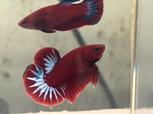 up for sale Male and Female Super Red Fancy HMPK Betta | eBay