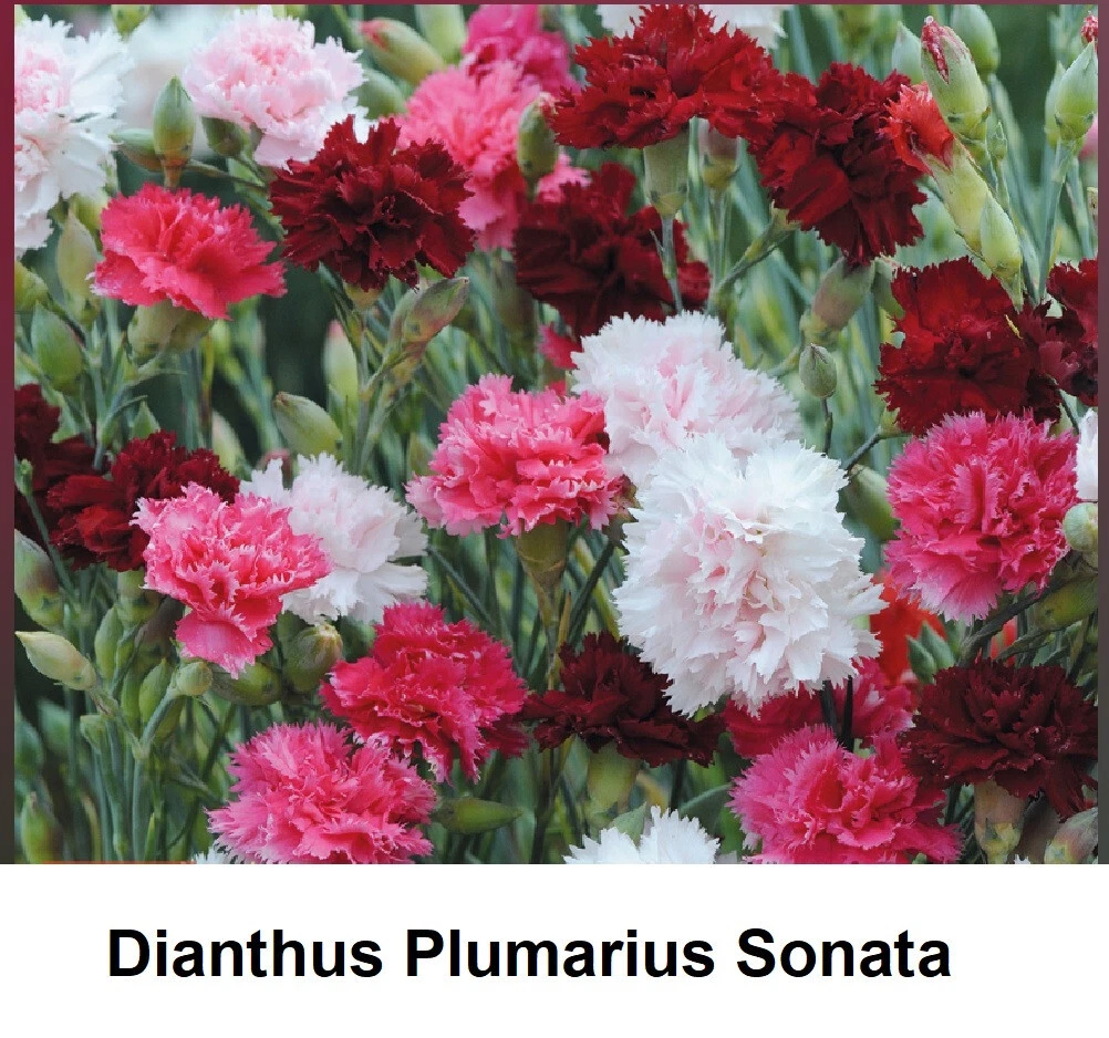 Dianthus Plumarius
