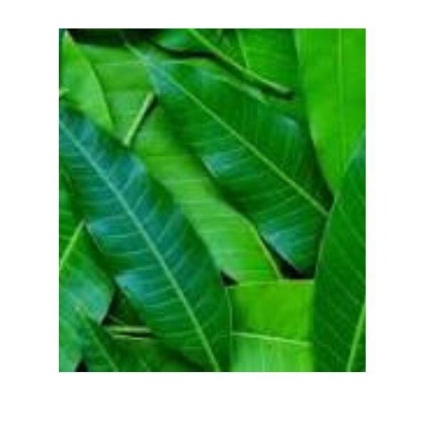 100% Natural Organic Dried Ceylon Mango Leaves Whole | eBay