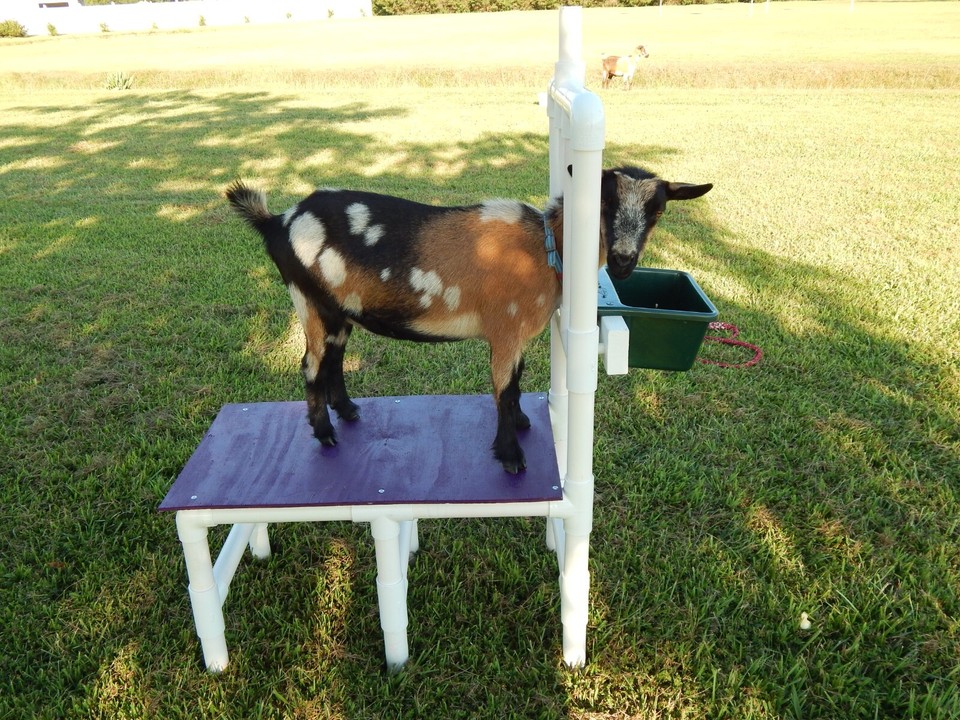 Goat Milking Stand Nigerian Dwarf Pygmy Hoof Trim Stanchion Weighs Only ...